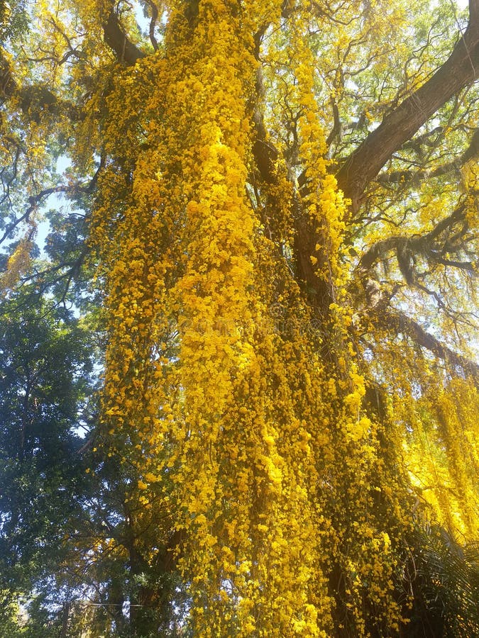 Blossoms @ pera stock image. Image of captured, blossoms - 140567913