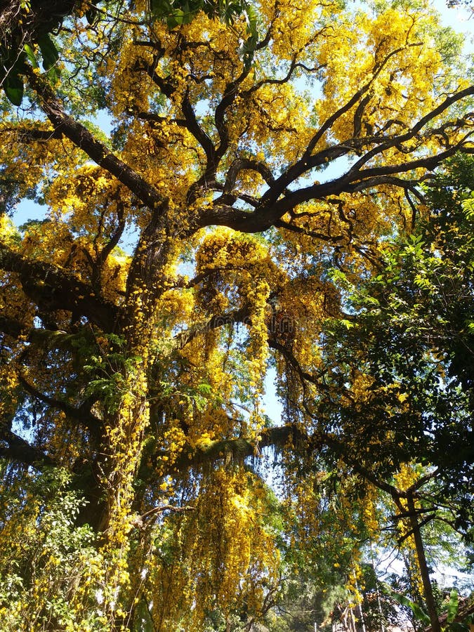 Blossoms @ pera stock photo. Image of blossoms, season - 140595932