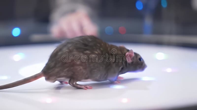 White Lab Rat Exploring Testing Arena with Stimuli in Bright Laboratory ...