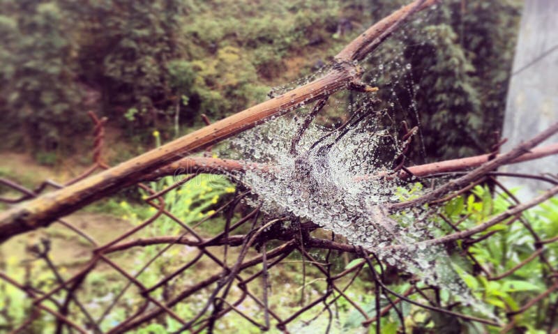 Captured stock image. Image of trees, captured, spiderweb - 89512371