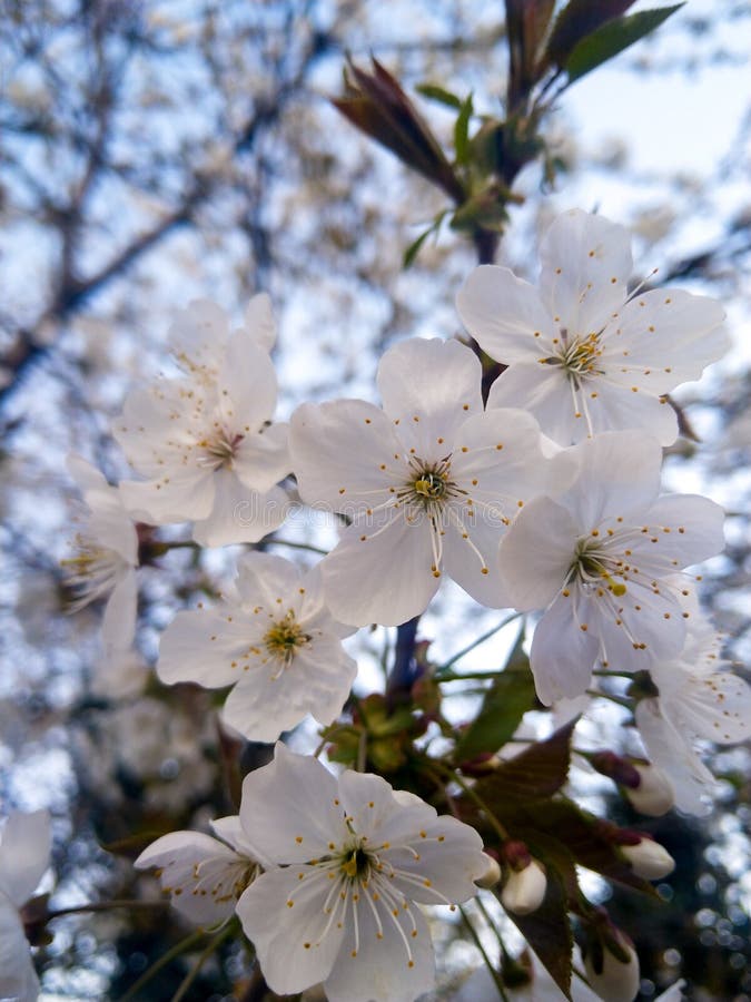Captured the First Flowers in this Year Stock Photo - Image of world ...