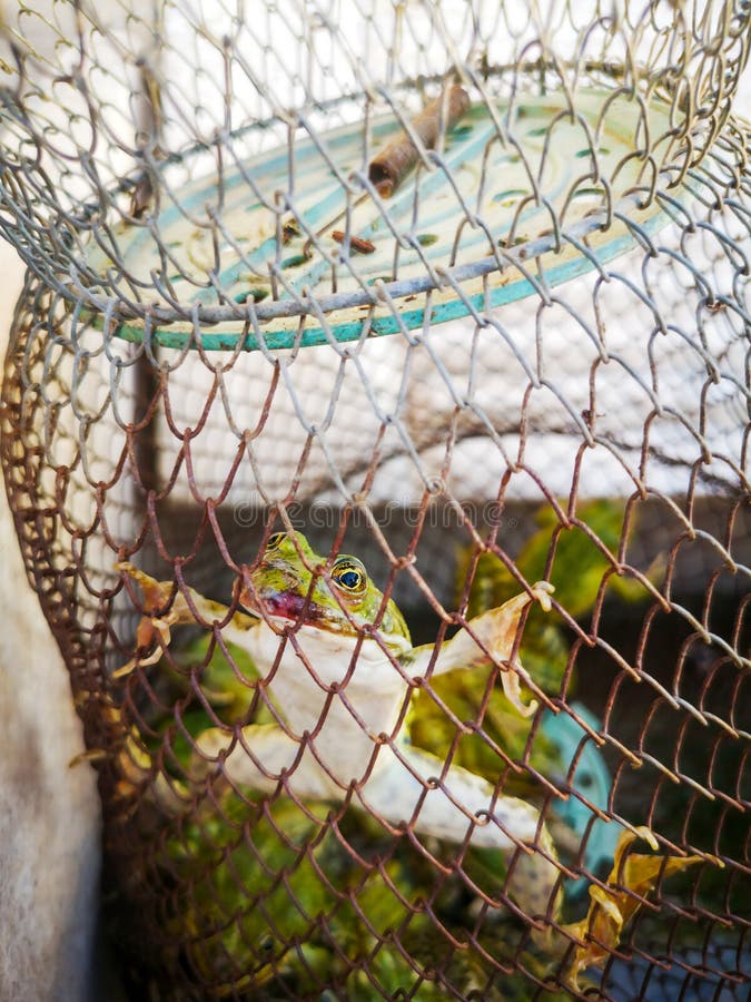 A Captured Frog is Trapped in the Net Stock Image - Image of animalist ...