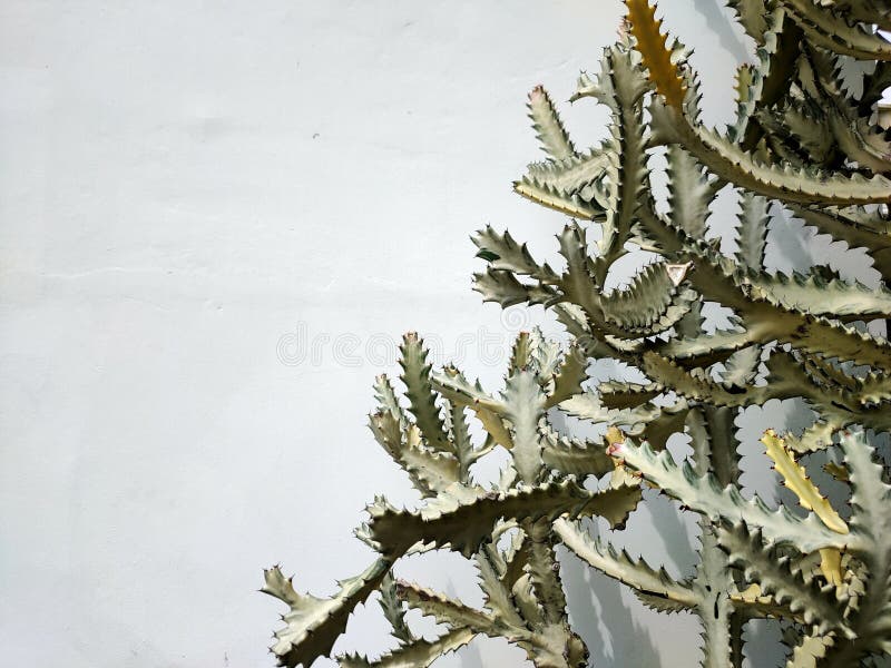 Euphorbia White Triangular Spurge Cactus in White Wall Background Stock ...