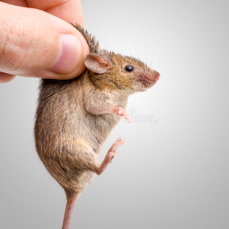 Captured House Mouse (Mus Musculus) Stock Photo - Image of hair ...