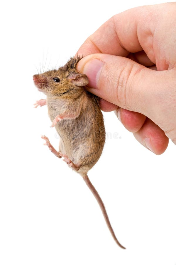 Captured House Mouse (Mus Musculus) Stock Image - Image of catch, tiny ...
