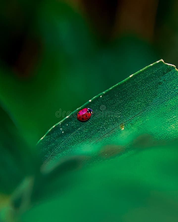 The Captured Macro Photo Features a Beetle and it is Truly Amazing ...