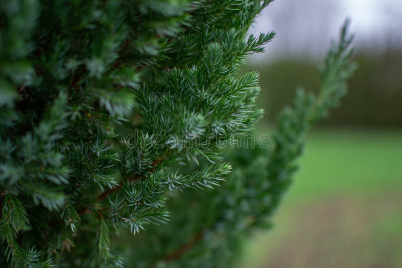 Captured Needles Bush - Juniper in the Garden with Light Bakcground ...