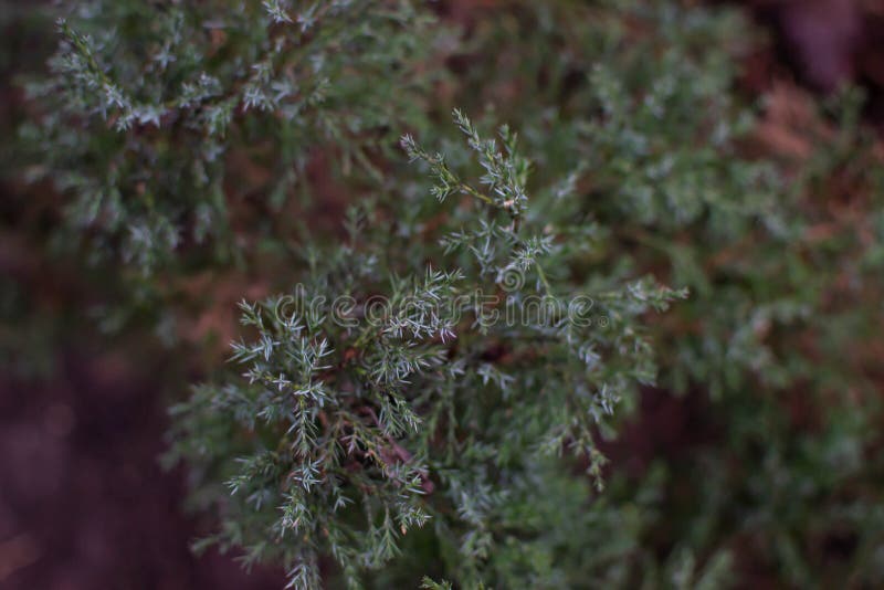 Captured Needles Bush - Juniper in the Garden Stock Image - Image of ...
