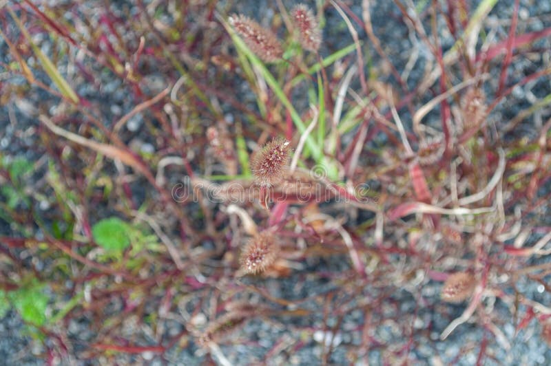 Close up of the red grass stock photo. Image of shrub - 228984018