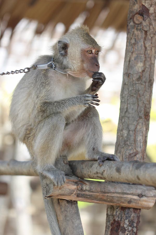 Captured Sad Macaque Monkey Chain Stock Photos - Free & Royalty-Free ...