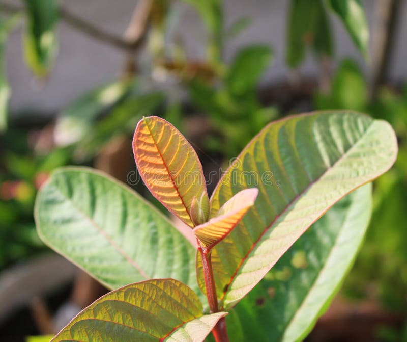 Gwava Leaf Stock Photos - Free & Royalty-Free Stock Photos from Dreamstime