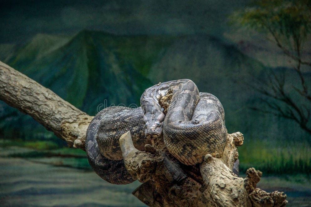 Staring snake stock image. Image of snake, staring, captured - 116628595