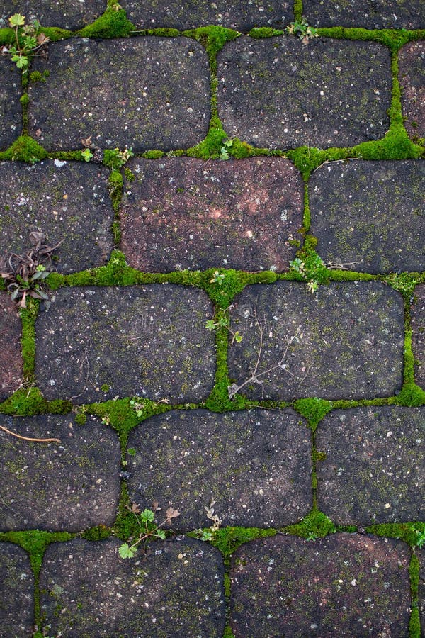 Captured Wild Environment Growing between Pavement Blocks Stock Photo ...