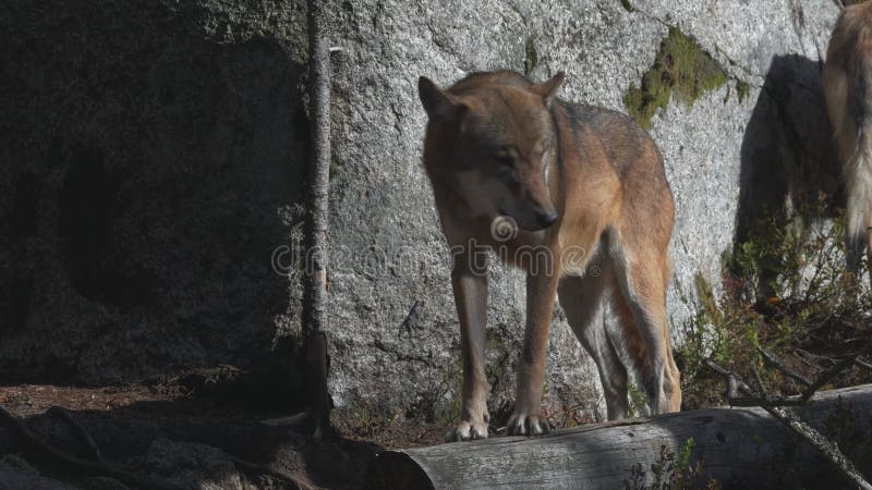 Lone Wolf Facing a Snowstorm Powerful 4K Wildlife Footage from Arctic ...