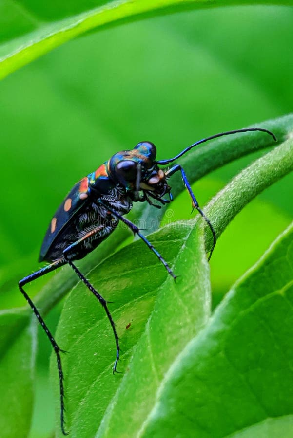 Captures the Sense of Watchfulness and the Vibrant Green Backdrop Stock ...