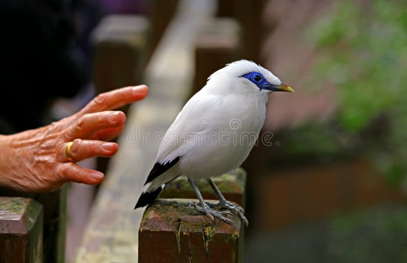 Bali mynah birds stock image. Image of asia, perched - 19107495