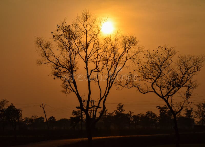 Close Up of a Bared Tree in Evening Time Stock Image - Image of yellow ...