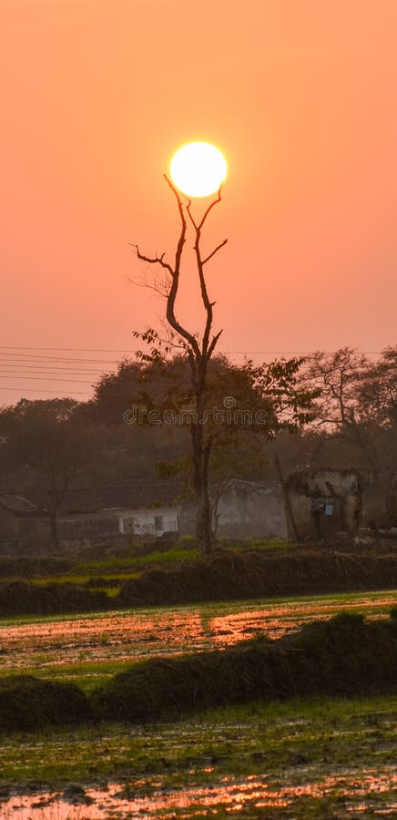 Close Up of a Beautiful Bared Tree Branch with the Sun in Evening Time ...