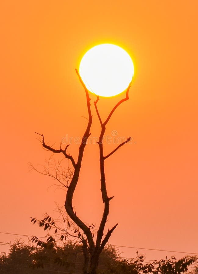 Close Up of a Beautiful Bared Tree Branch with the Sun in Evening Time ...