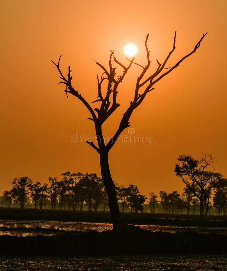 Close Up of a Beautiful Bared Tree Branch with the Sun in Evening in ...
