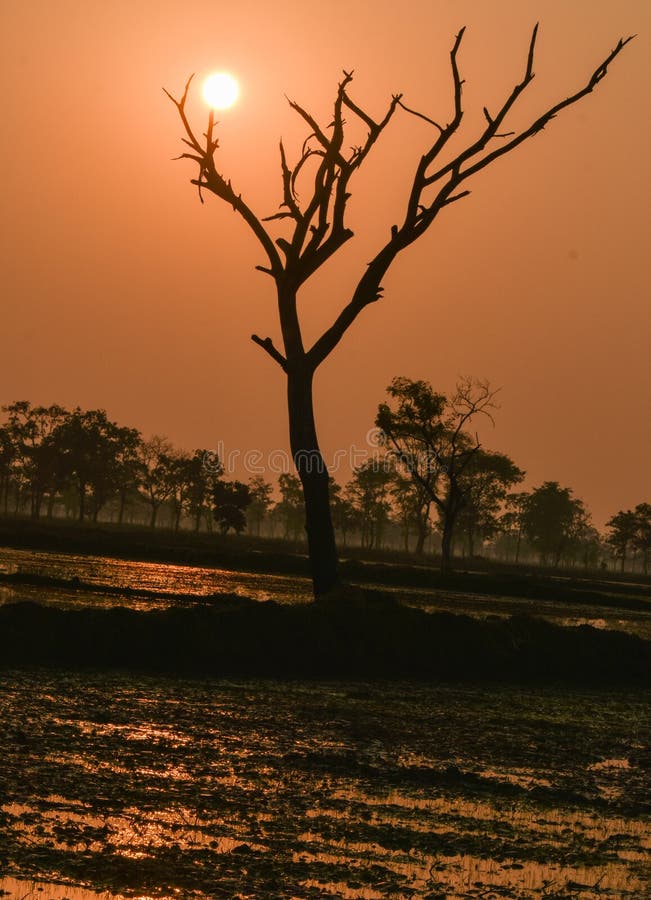 Close Up of a Beautiful Bared Tree Branch with the Sun in Evening in ...