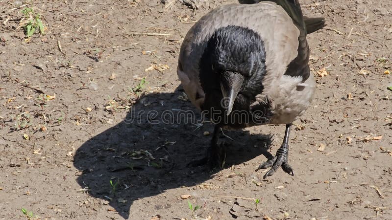Capturing the Behavior of a Grey-black Crow Looking for Food in a ...