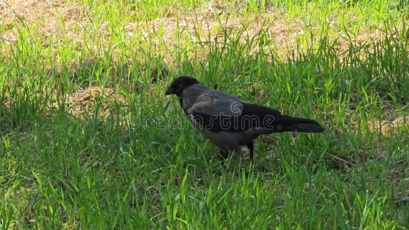 Capturing the Behavior of a Grey-black Crow Looking for Food in a ...