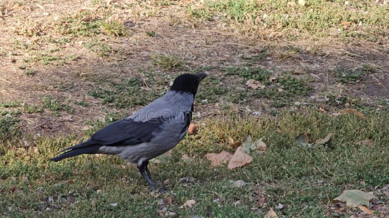 Capturing the Behavior of a Grey-black Crow Looking for Food in a ...