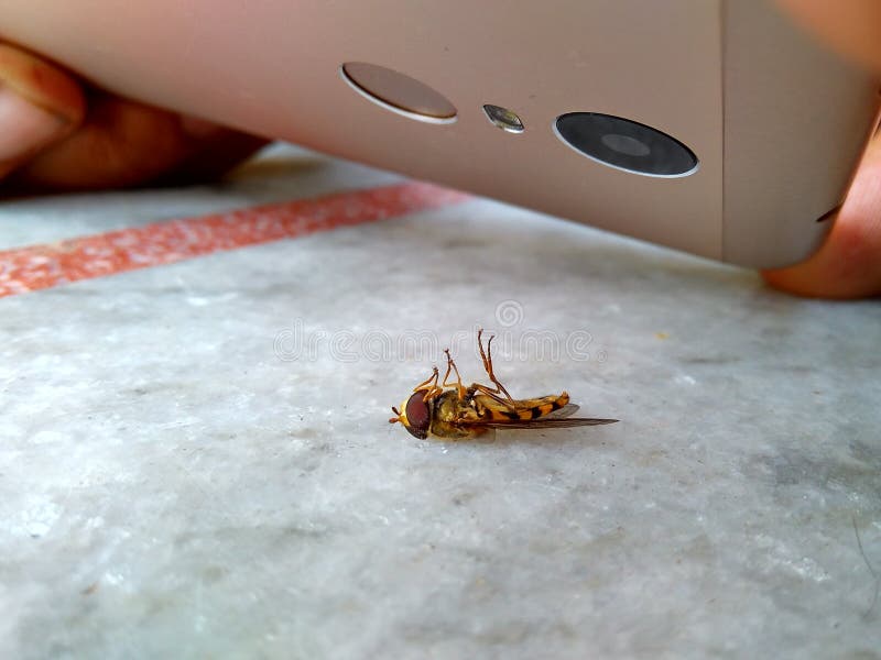 Capturing death. stock photo. Image of capturing, mobile - 68910142