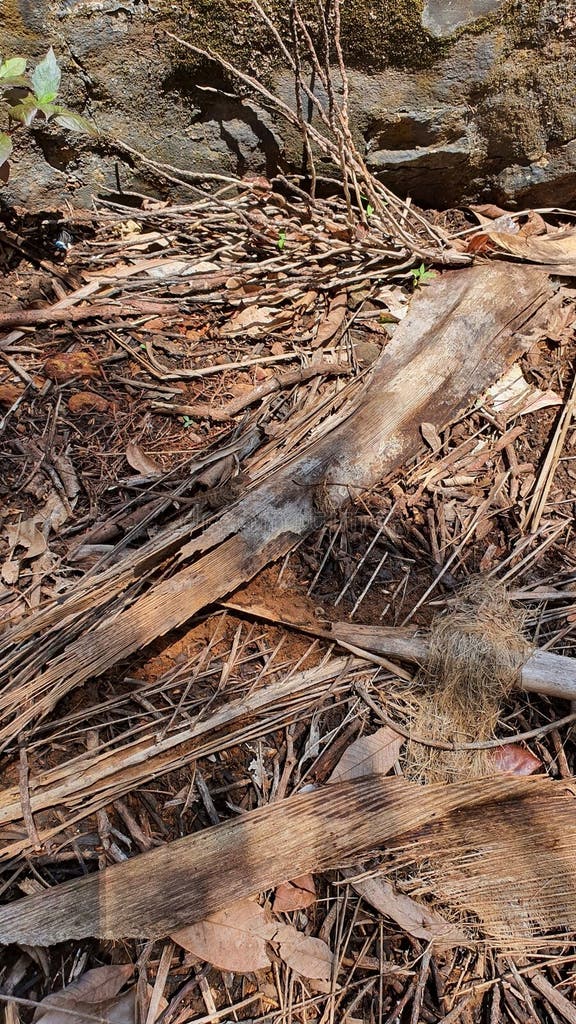 Capturing the Enigmatic Lizard in Ground Stock Photo - Image of ...