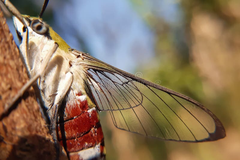 Revealing the Enchanting Beauty of a Hawk Moth S Wing with Exquisite ...