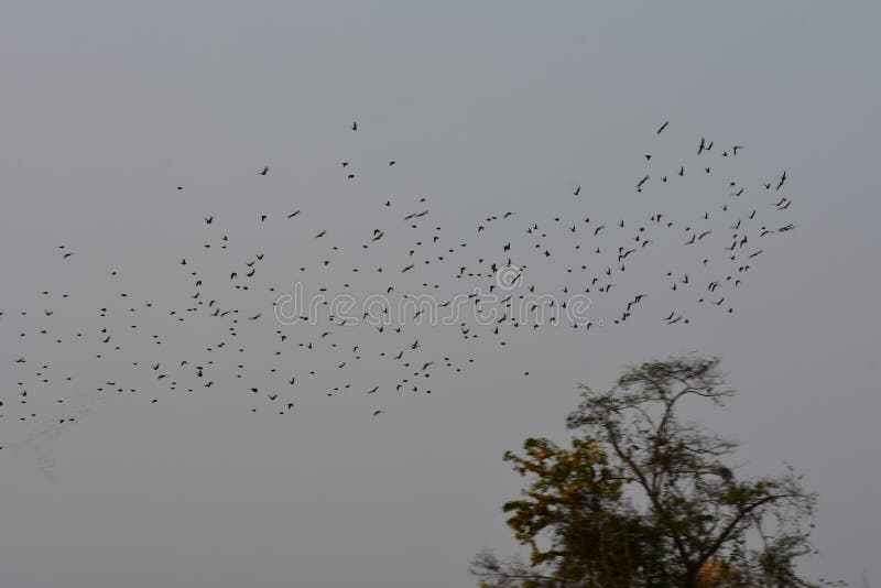 Group of Birds Flying Above the Tree Stock Photo - Image of graphic ...