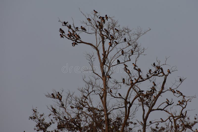 Group of Birds on a Dry Tree Stock Image - Image of raven, birds: 217770209