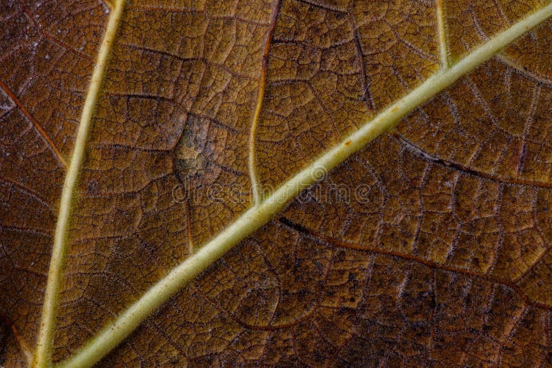 Capturing the Intricate Details of a Dry Autumn Leaf Revealing Its ...