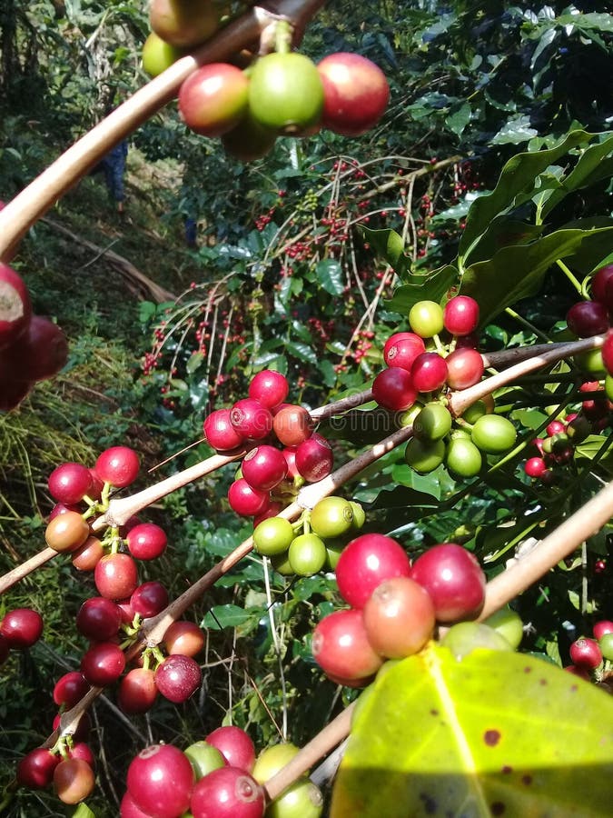 Capturing the Mature Coffee Fruit Stock Photo - Image of capturing ...