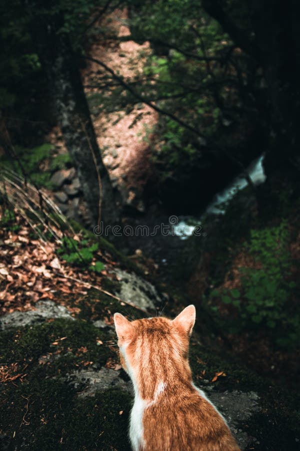 Friendly Orange Tabby Mau Cat Meowing for Food Stock Photo - Image of ...