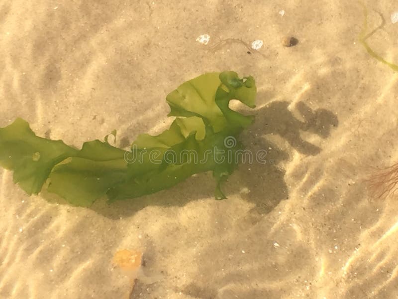 Seaweed Floating Mid Atlantic Stock Photo - Image of small, maritime ...