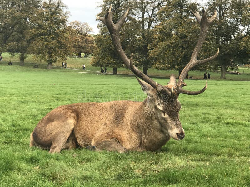 Alpha deer stock photo. Image of deer, male, presence - 114958354
