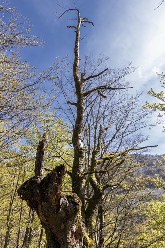 Tranquil Decay: Capturing the Serenity and Mystery of a Fallen Beech ...