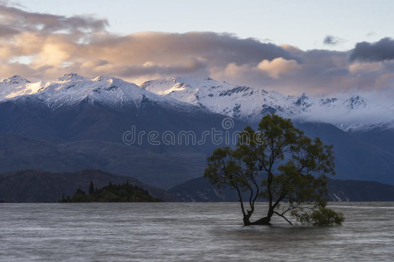 Capturing the Wanaka Tree at Sunset in New Zealand Stock Image - Image ...