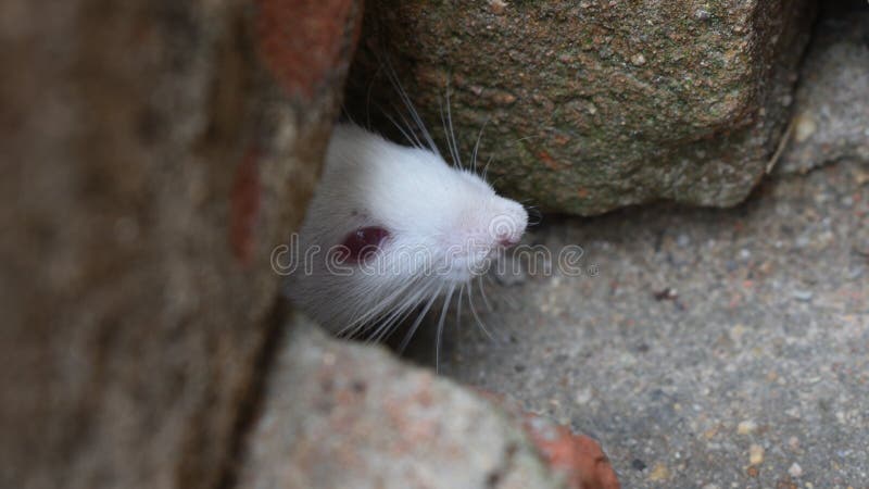 Close Up of a White Red Eye Mouse Hiding between a Bricks. Stock Photo ...