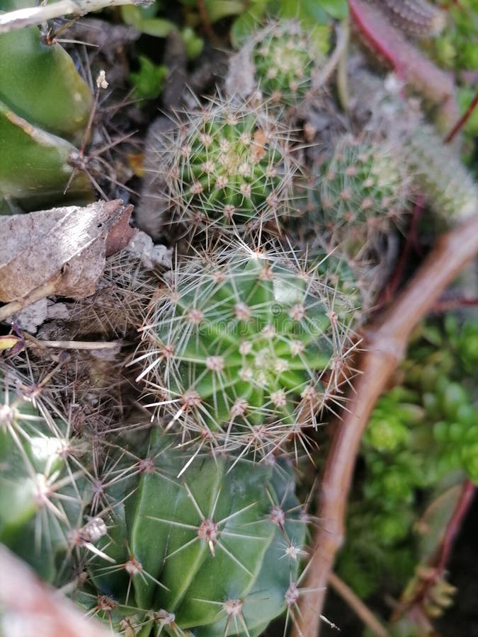 Captus Natural Spring Chile Stock Photo - Image of cactus, garden ...