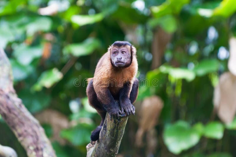 Capuchón copetudo imagen de archivo. Imagen de mundo - 36680637