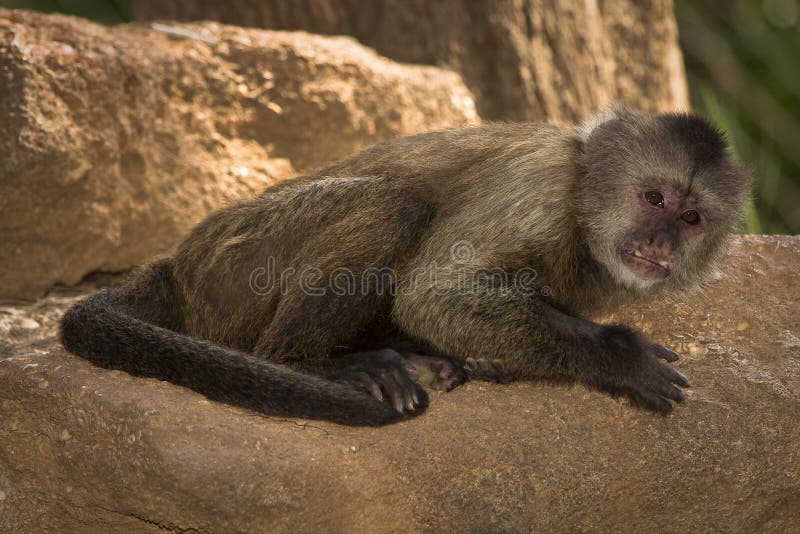 Weeper capuchin stock photo. Image of south, mammal, wedge - 31391978