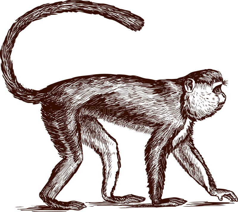 Capuchin Monkey Stock Illustrations – 633 Capuchin Monkey Stock ...