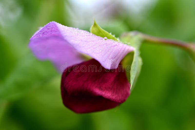 Capuchin. stock photo. Image of capuchin, sustainable - 38404590