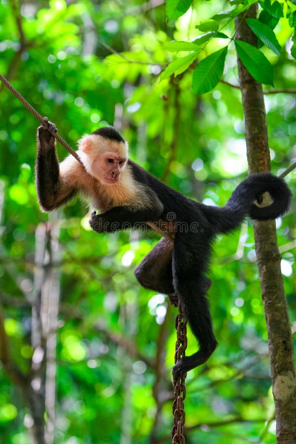 648 Cebidae Stock Photos - Free & Royalty-Free Stock Photos from Dreamstime