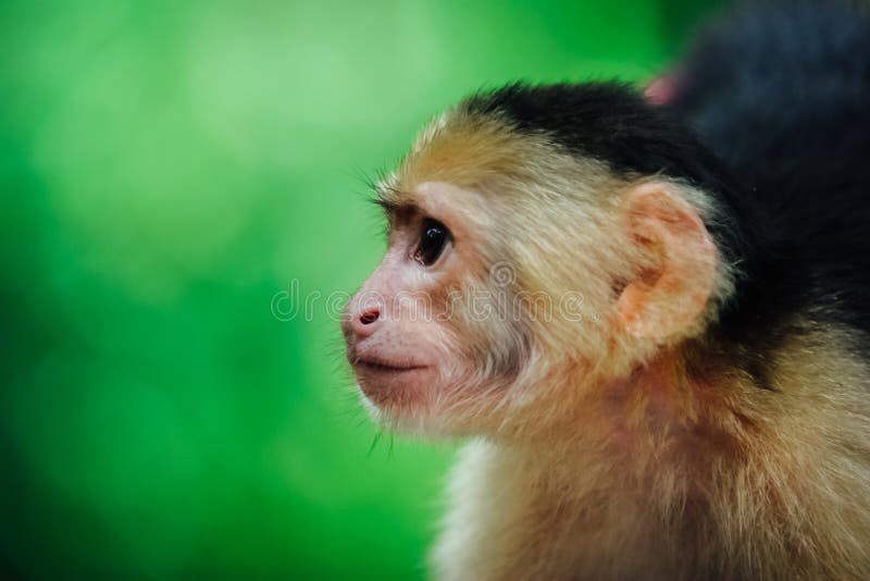 Capuchin Cebidae Monkey in the Natural Environment. Stock Photo - Image ...