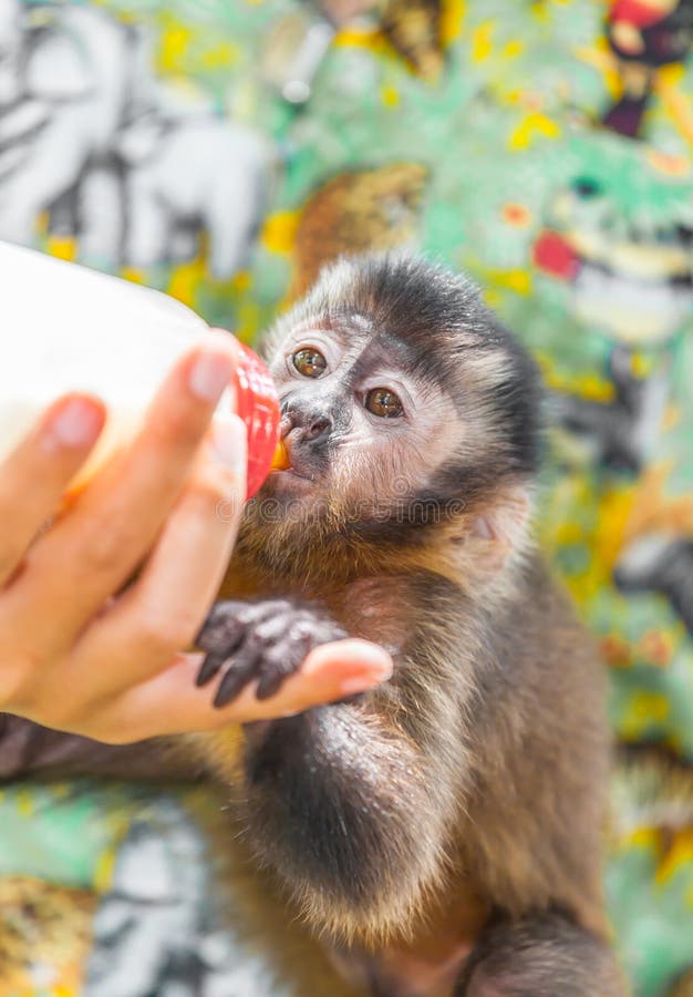 The Capuchin Cubs Drinking Milk Stock Image - Image of head, monkey ...