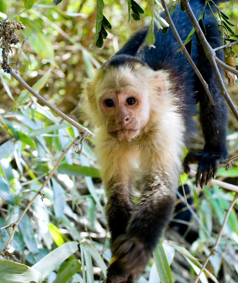 Capuchin monkey stock image. Image of rope, apella, neotropical - 19020537